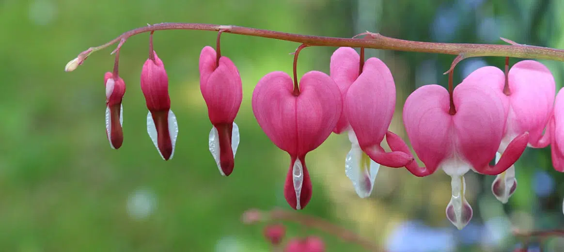 How to plant a 'Mary garden' during May - Arlington Catholic Herald