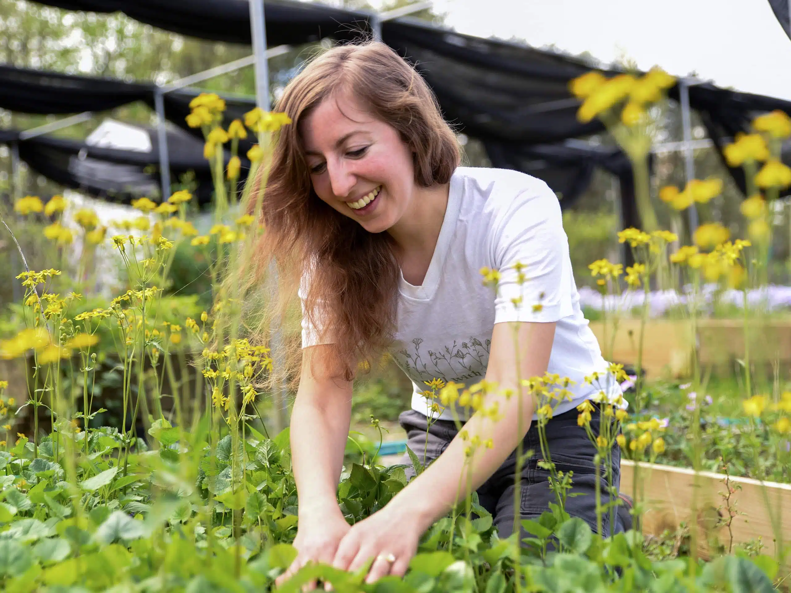 Virtues nurtured in a native plant nursery - Arlington Catholic Herald