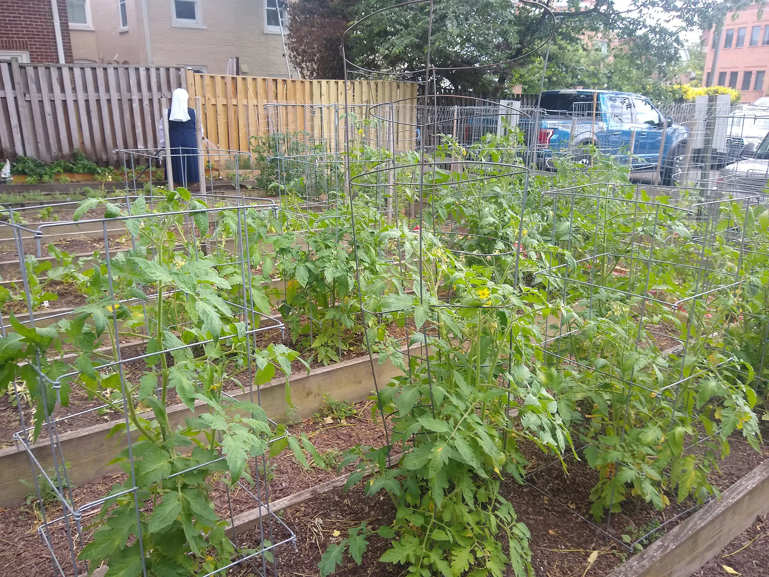 Christ House garden feeds the hungry - Arlington Catholic Herald