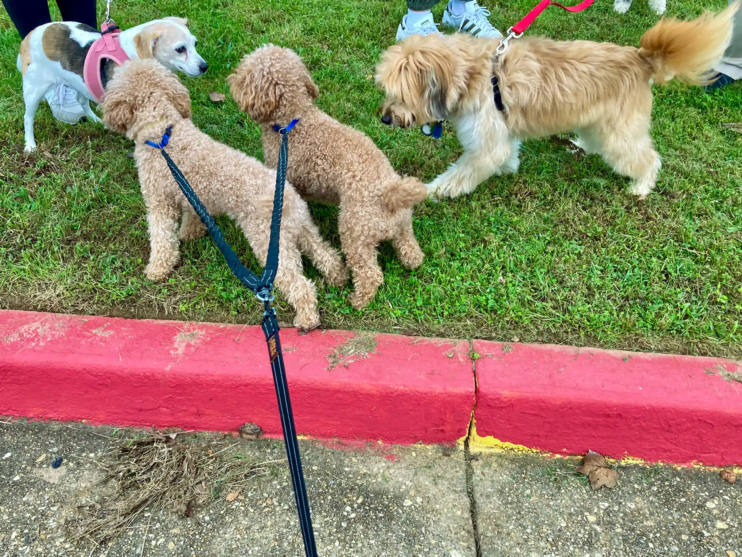 Pets blessed on feast of St. Francis of Assisi - Arlington Catholic Herald